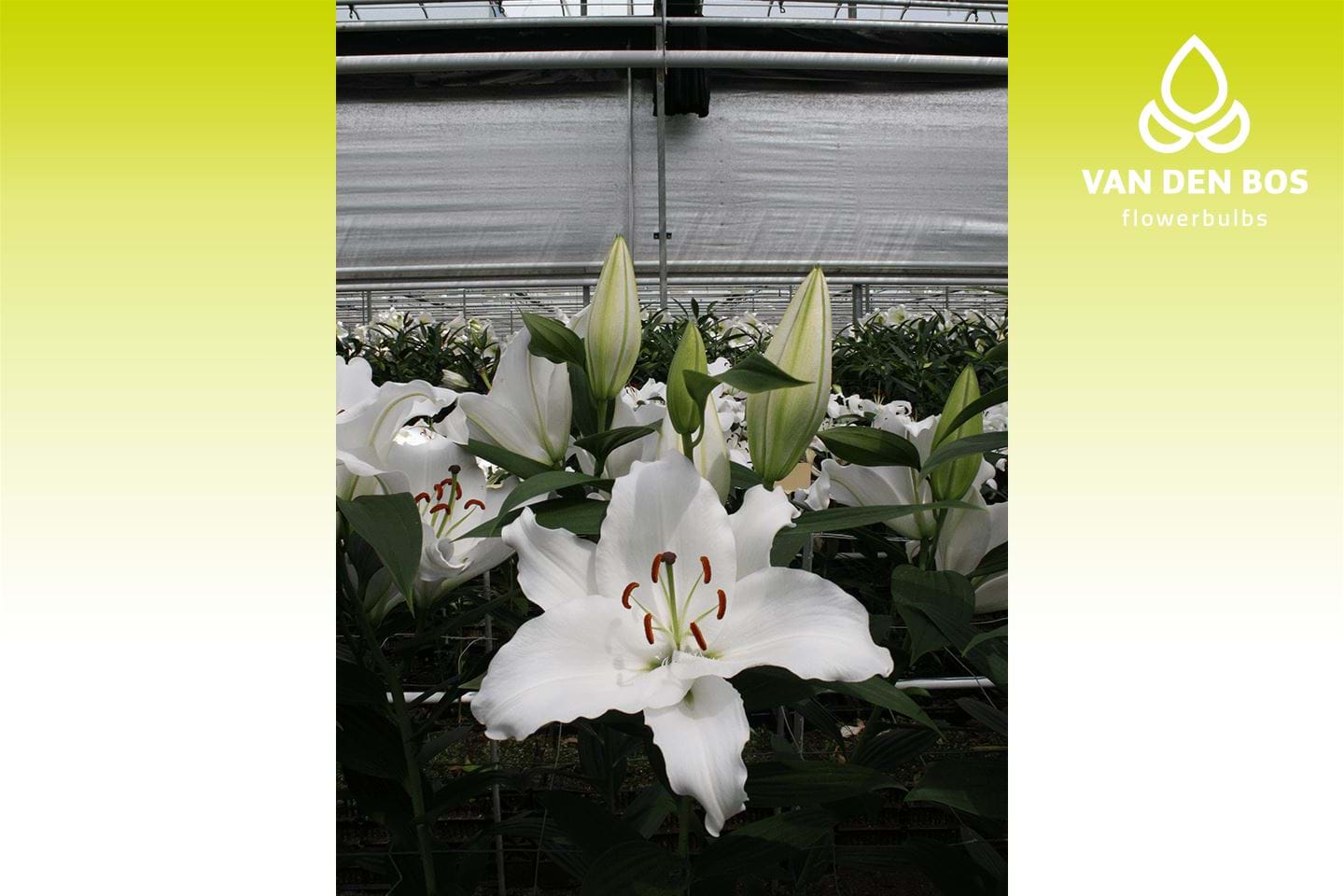 Premium Blond® (Oriental) - Lily - Van den Bos Flowerbulbs Premium Blond® (Oriental) - Lily - Van den Bos Flowerbulbs
